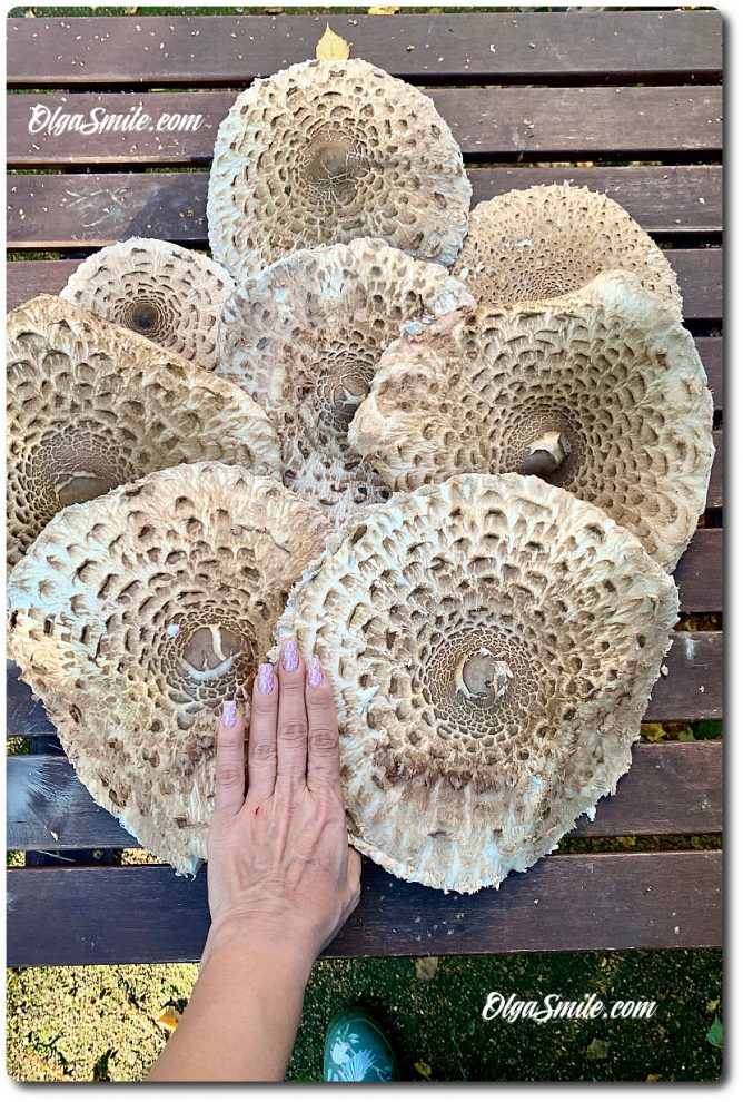 KANIE – CZUBAJKA KANIA przepis Olga Smile