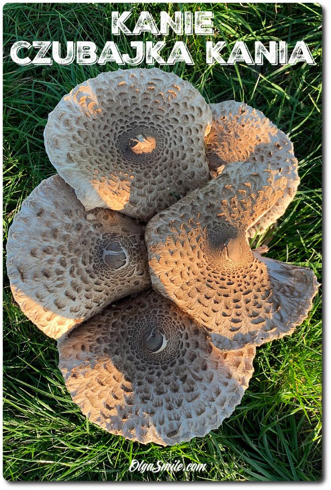 KANIE – CZUBAJKA KANIA przepis Olga Smile