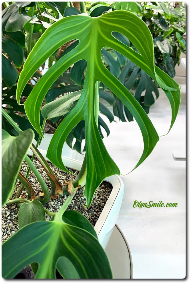 MONSTERA BURLE MARX FLAME przepis Olga Smile