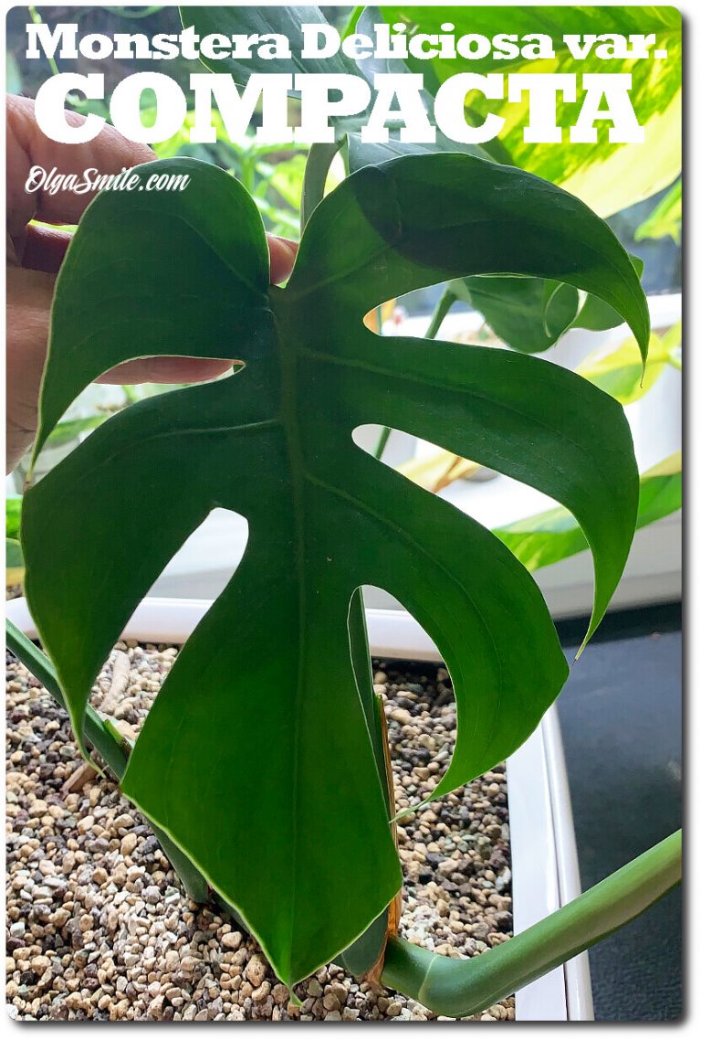 MONSTERA DELICIOSA var COMPACTA przepis Olga Smile
