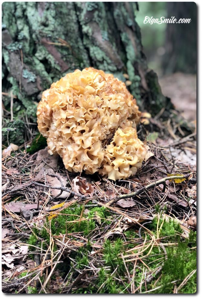 SIEDZUŃ SOSNOWY przepis Olga Smile